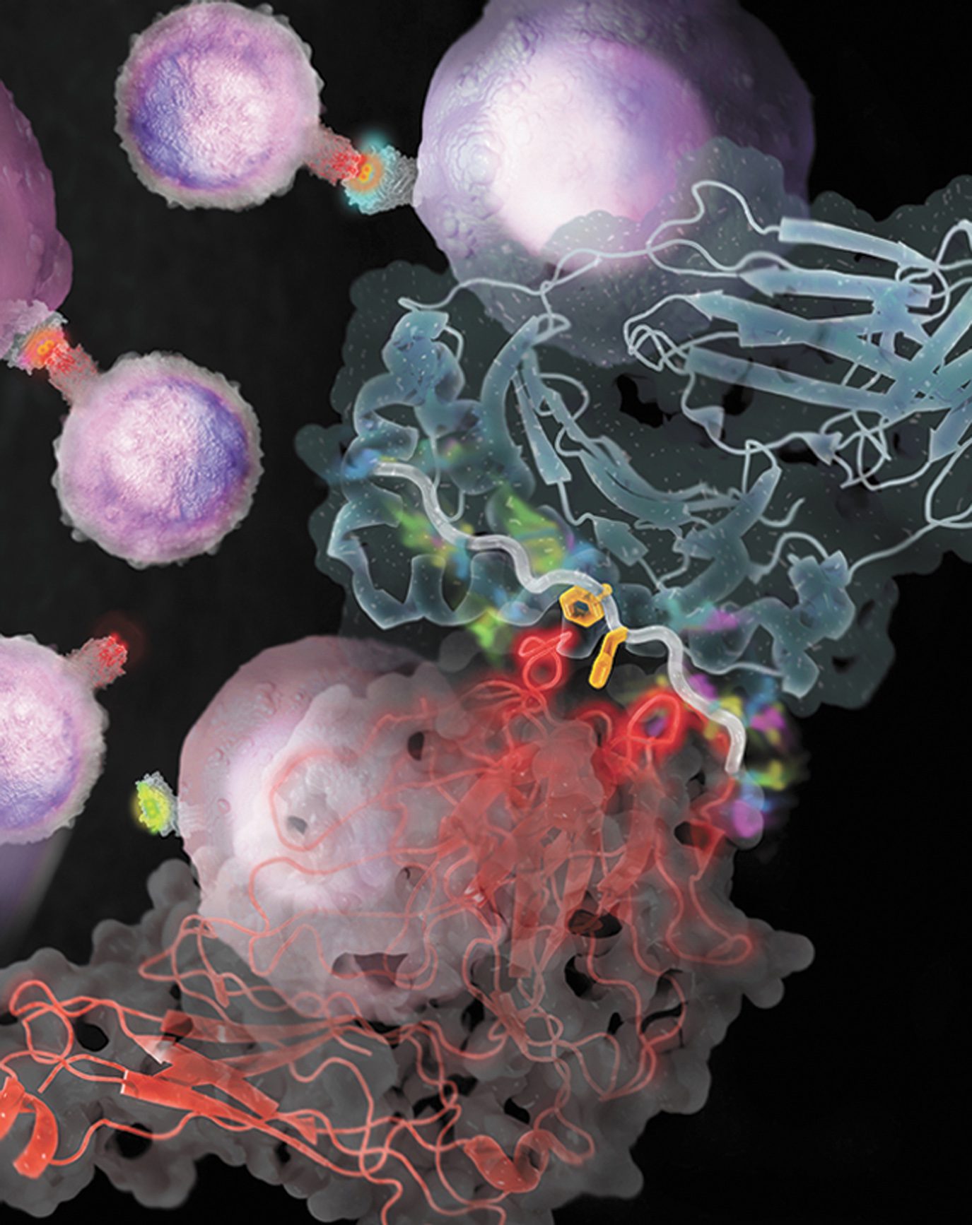 Heart Health Depends on Killing Senescent Immune Cells and Reducing ...